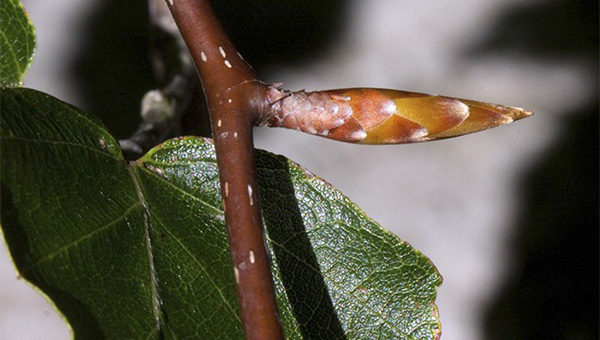 Arbo Paths: Native plants that are stealing the show - Picayune Item ...