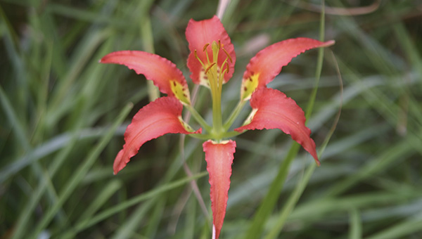 Arboretum Paths: Waiting for the pine lilies! | Picayune Item