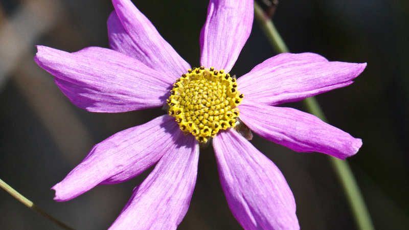 Arbo Paths: Native plants for the home garden | Picayune Item