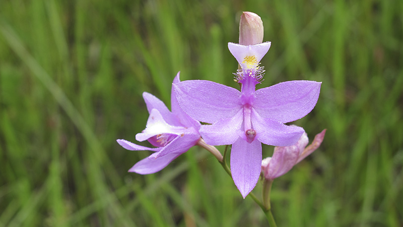 Arboretum paths: Native orchid walk this Saturday! | Picayune Item