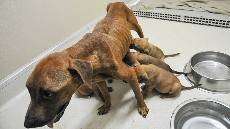 Neglected dog and puppies in Carriere surrendered | Picayune Item