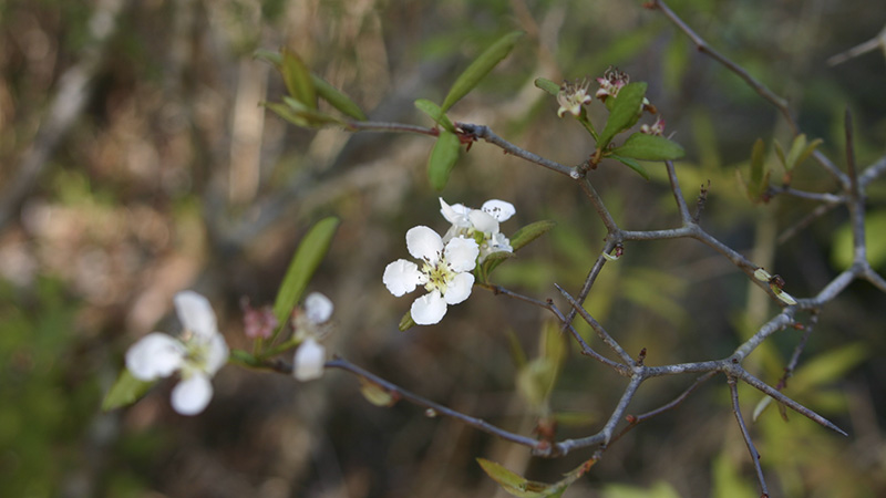 The mayhaws are blooming | Picayune Item