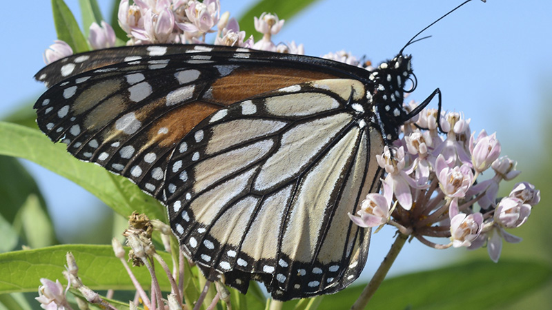 The monarchs are here! Where’s their milkweed? | Picayune Item