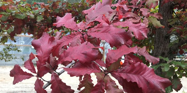 Native Mississippi trees and shrubs with fall color to plant in your ...