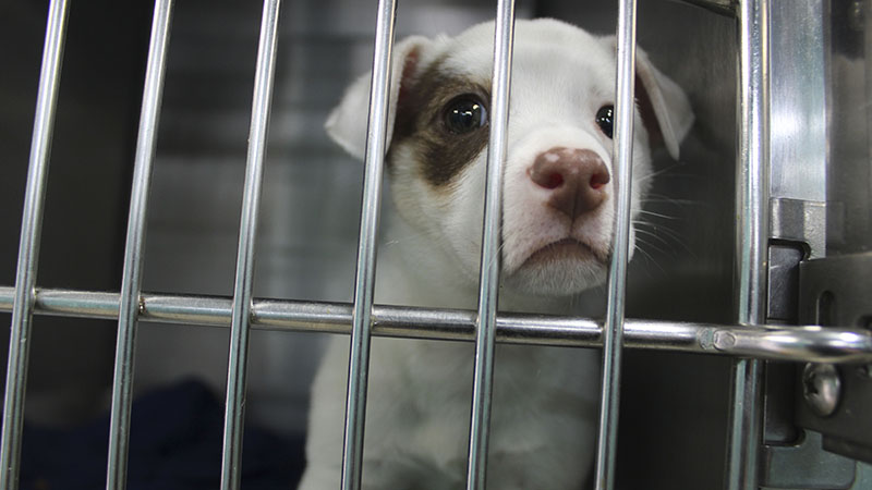 PRC SPCA one step closer to becoming no kill shelter | Picayune Item