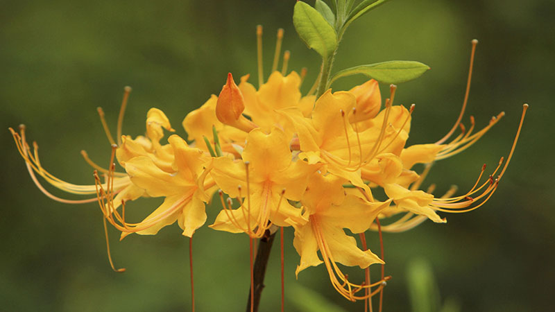 Wild “honeysuckle” azaleas at the Crosby Arboretum | Picayune Item