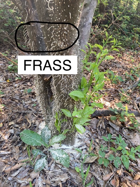 Citrus Borers are abound | Picayune Item