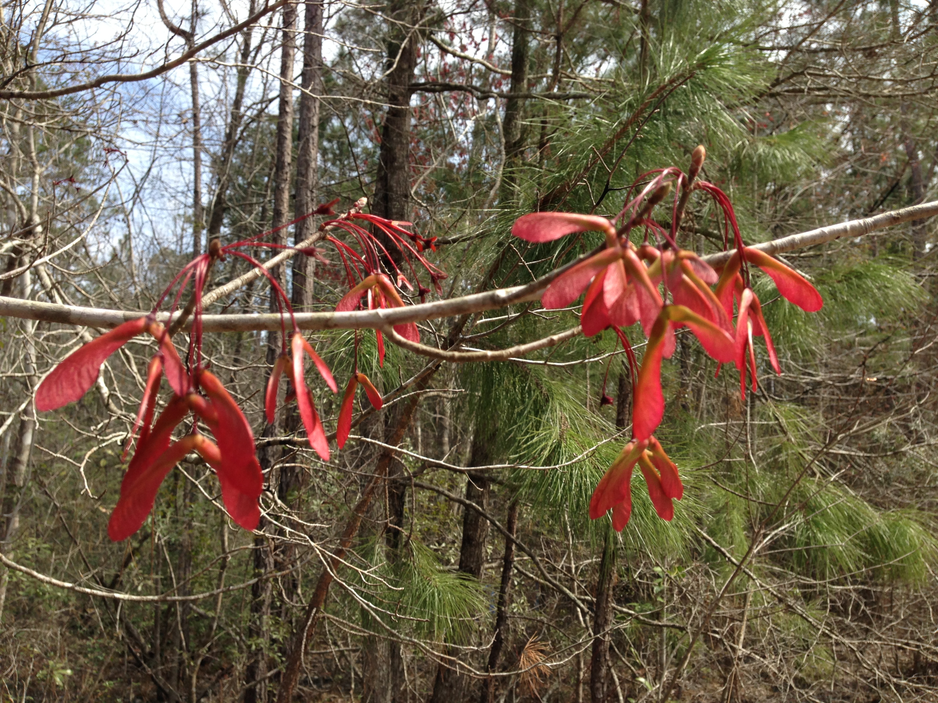 Winter reveals the beauty of multi-trunked trees in the forest ...