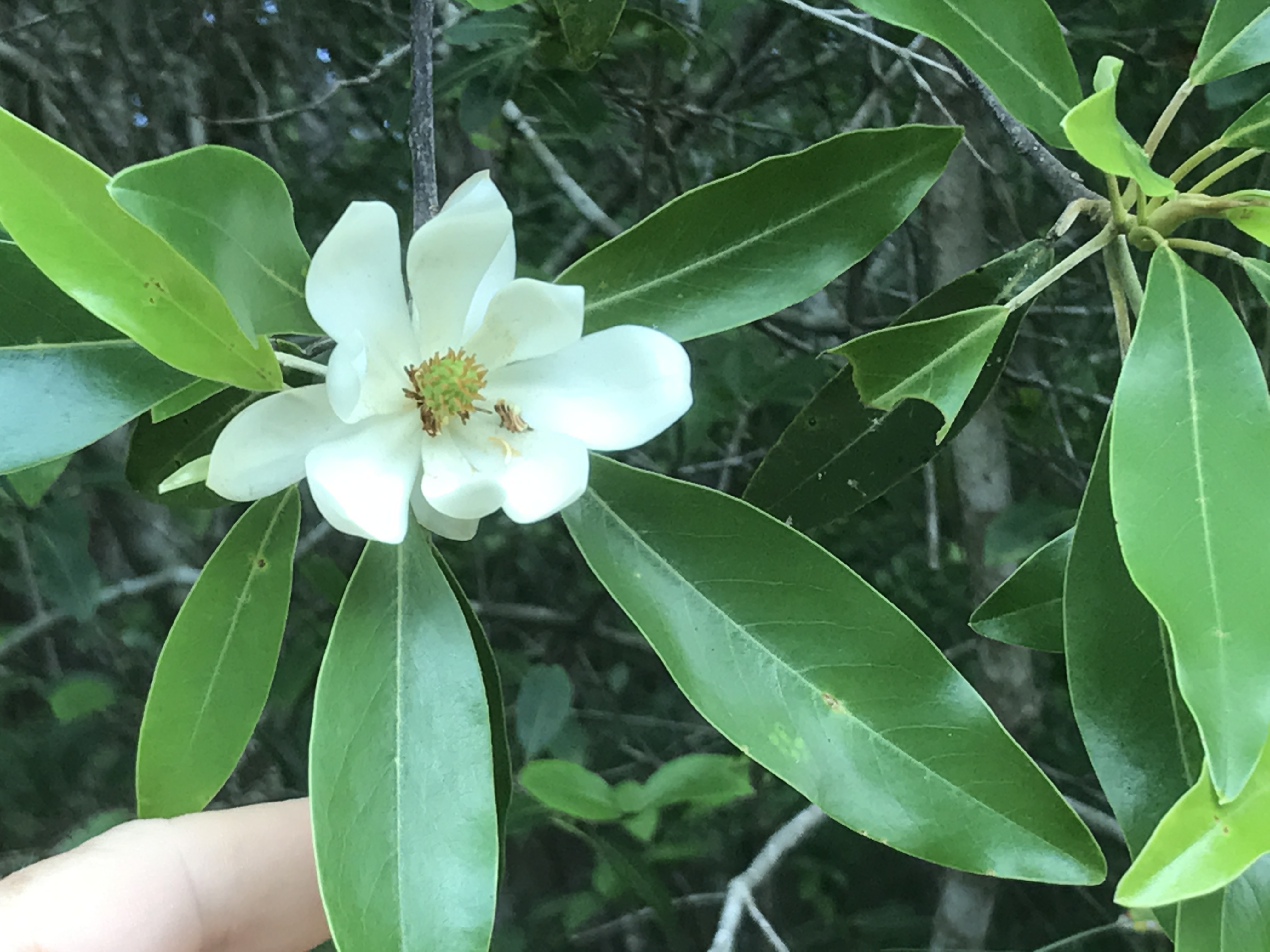 Winter reveals the beauty of multi-trunked trees in the forest ...