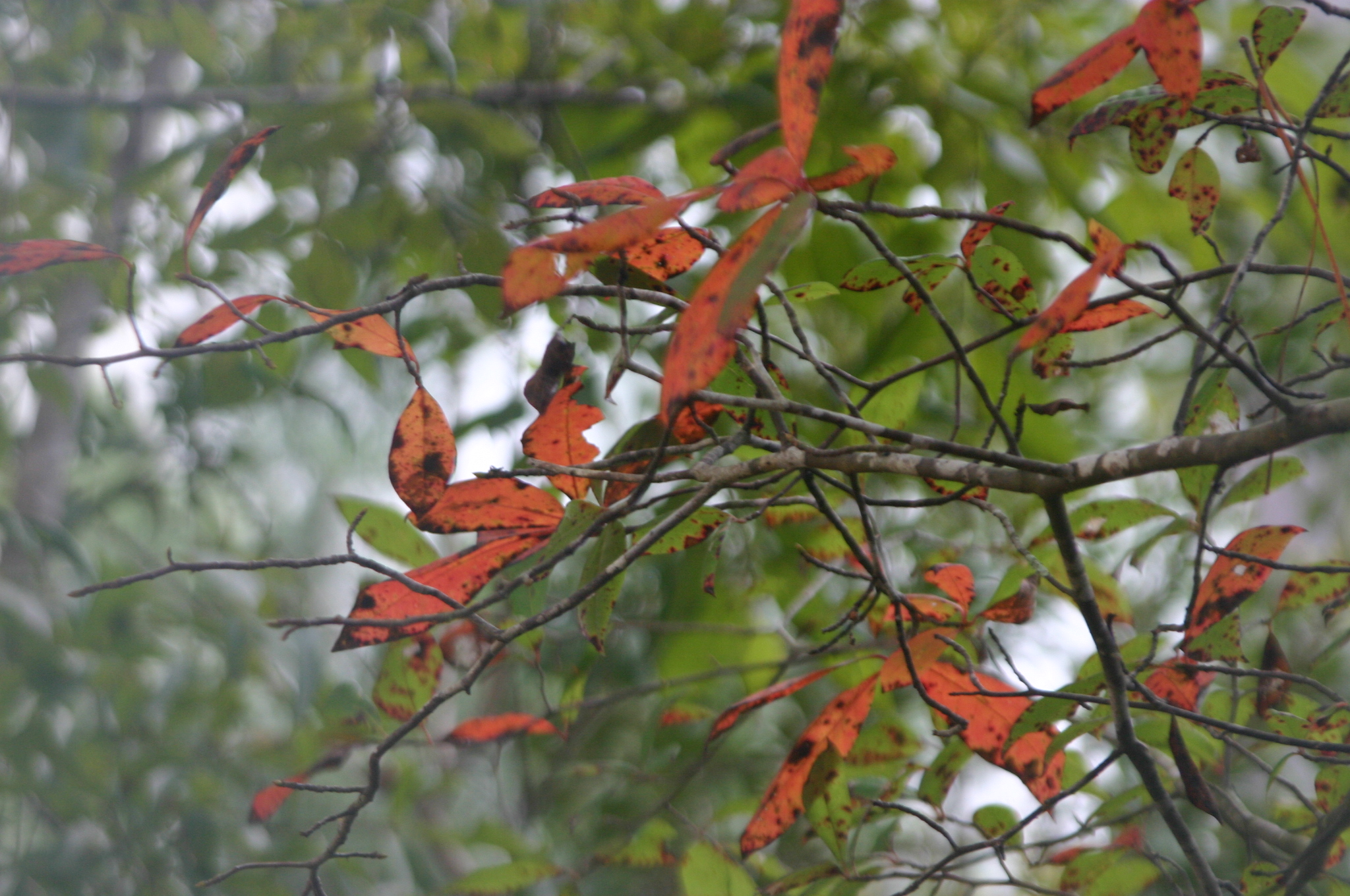 Winter reveals the beauty of multi-trunked trees in the forest ...