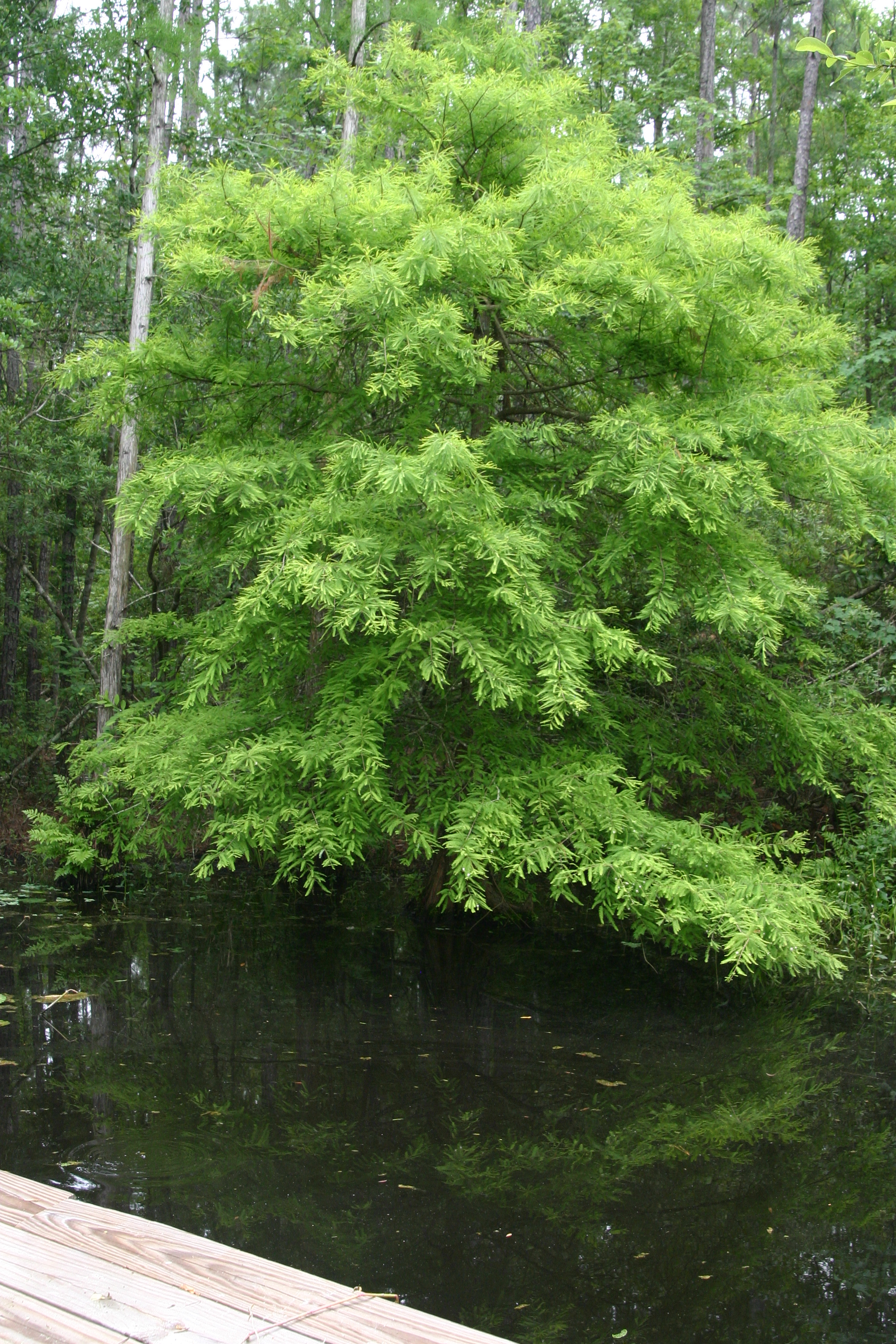 Some outstanding native Mississippi trees for your winter planting ...