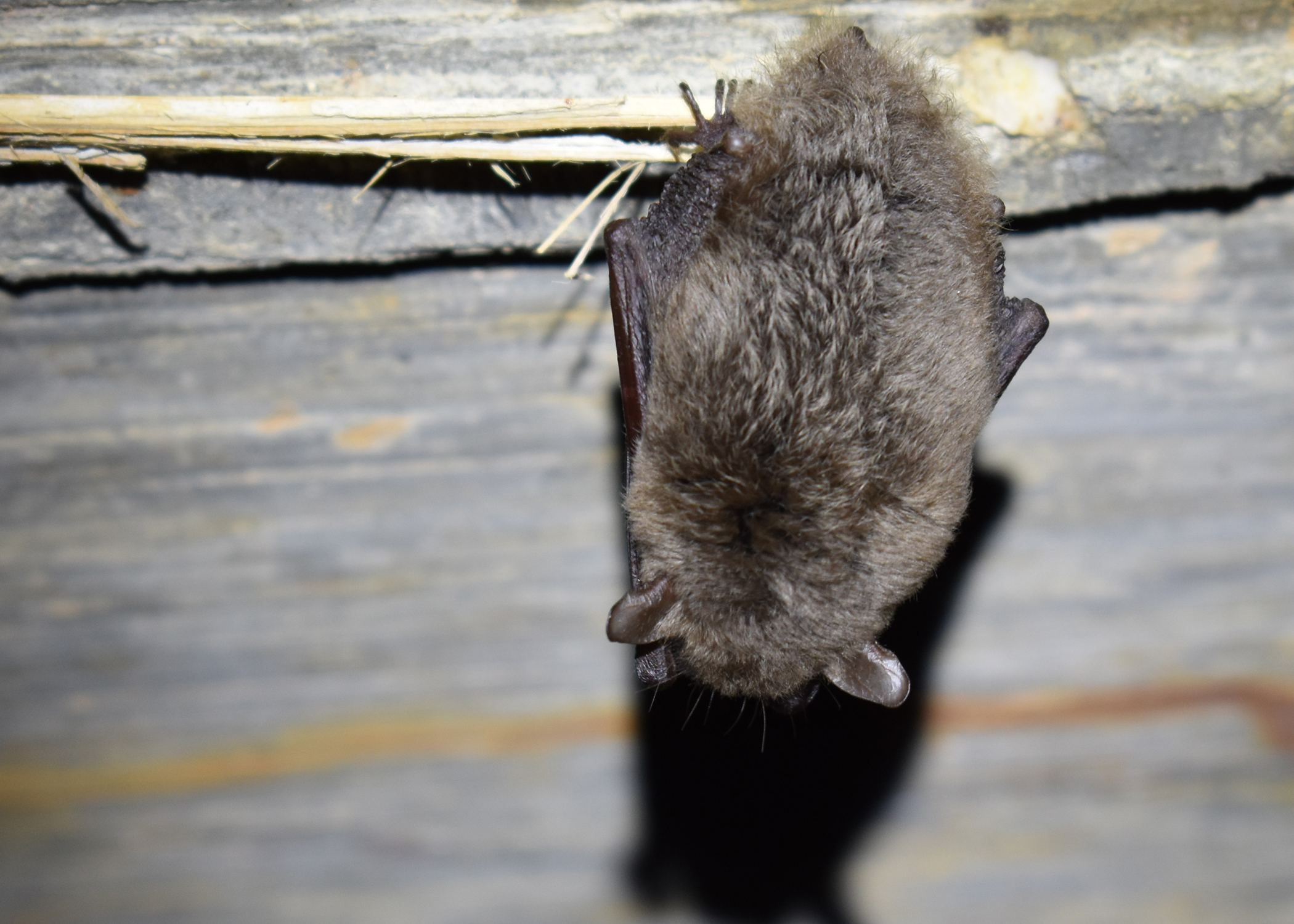 White nose syndrome threatens Coast bats | Picayune Item