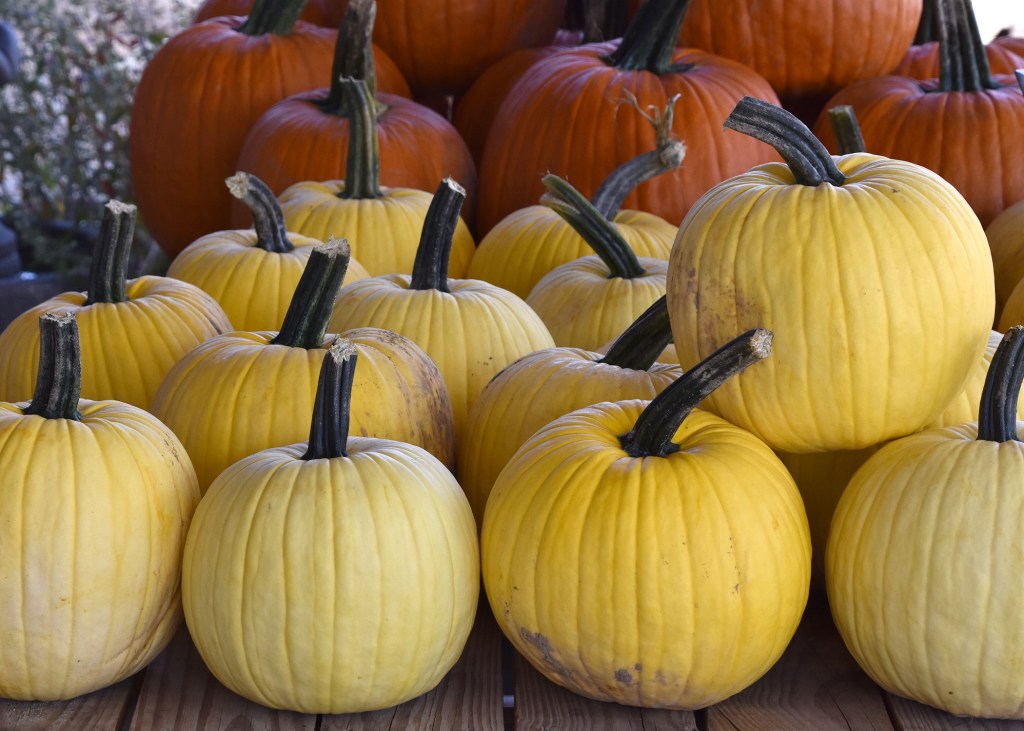 Interesting facts about fall-standard pumpkins | Picayune Item