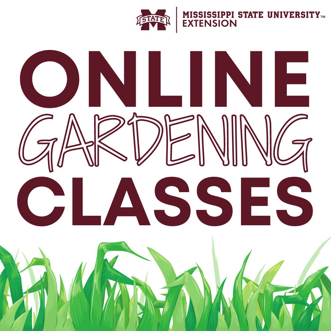 Mississippi State University Extension Office Empowers Learners with ...