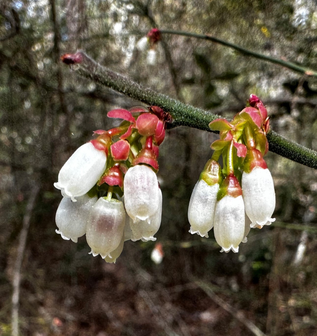Arboretum Paths: Mississippi’s native blooms – the show is beginning ...