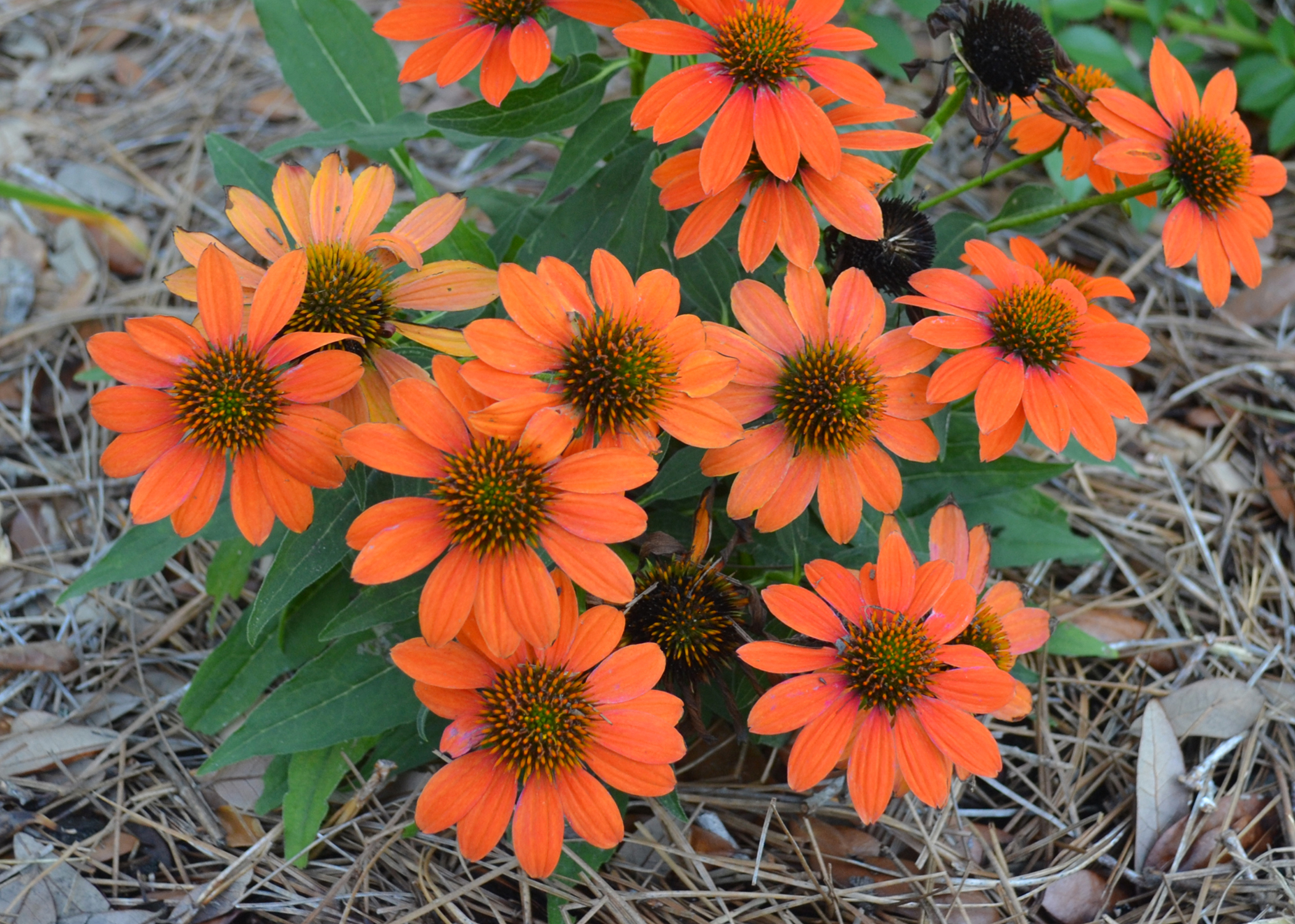 Coneflowers offer vivid color, blooms in summer | Picayune Item